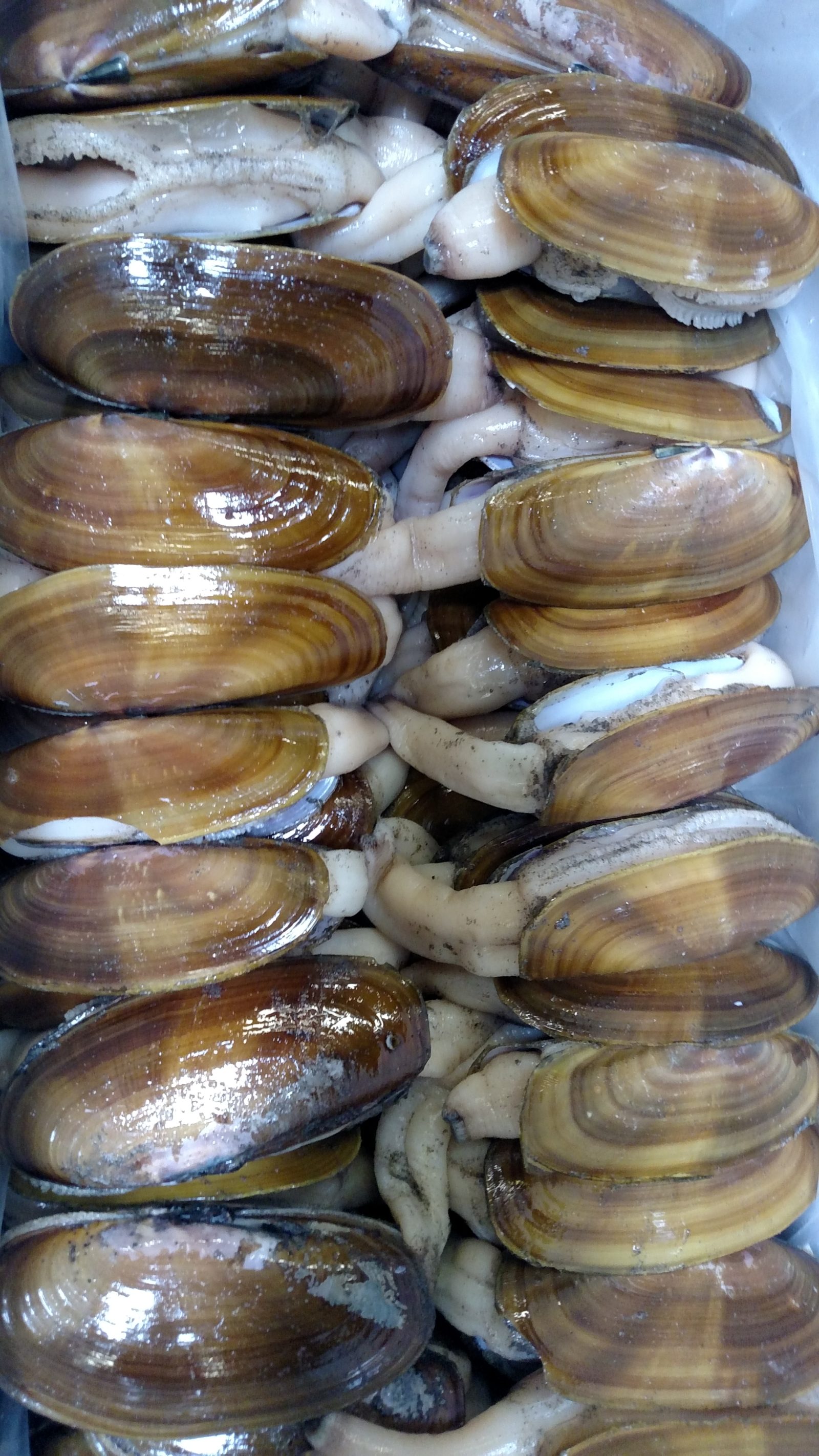 Shellfish